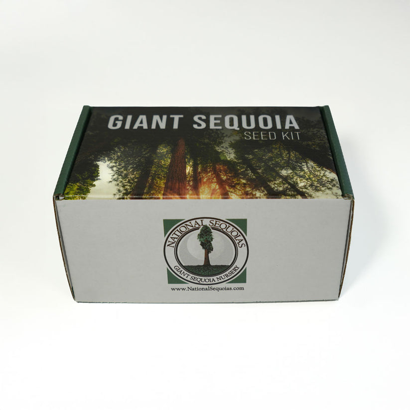 Giant Sequoia Seed Kit - Plant Growing Kit – National Sequoias