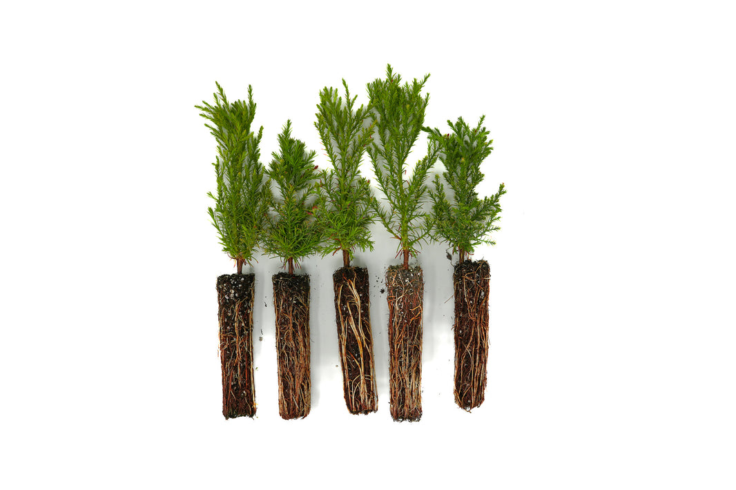 Sequoia Saplings