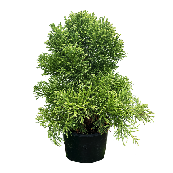 Giant Sequoia - X-Large Tree – National Sequoias